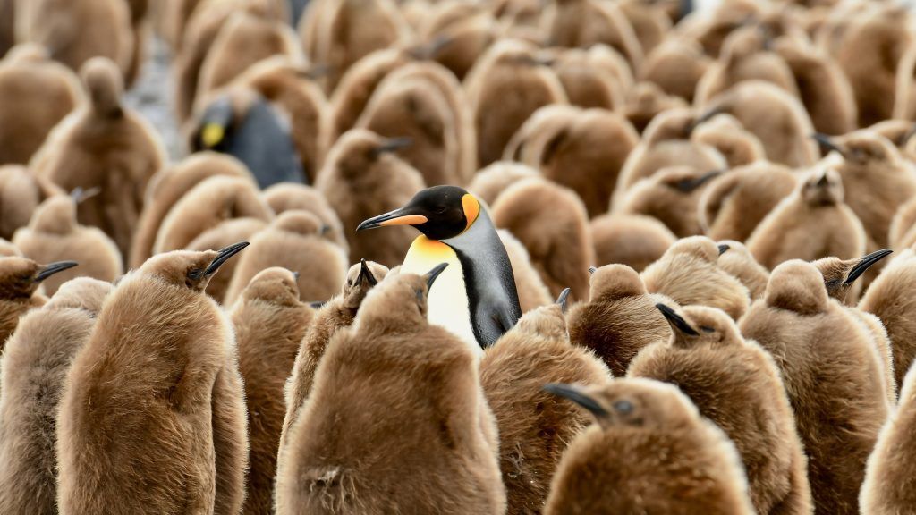 king penguins